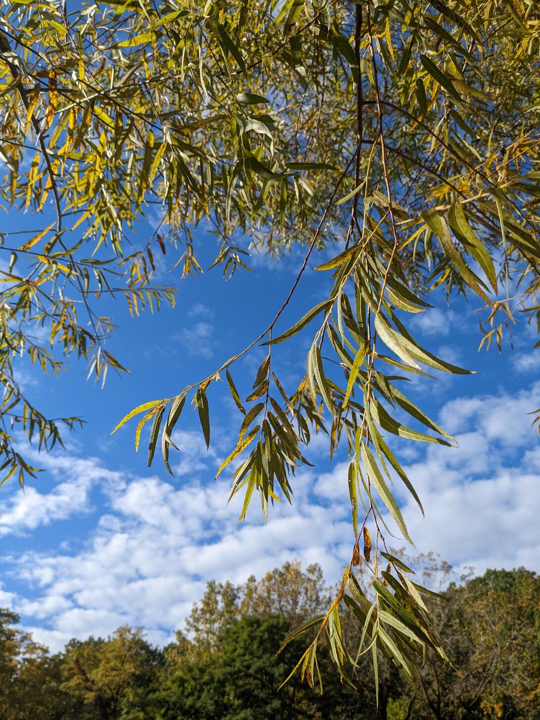 Black Willow | CMP Tree Selection Tool